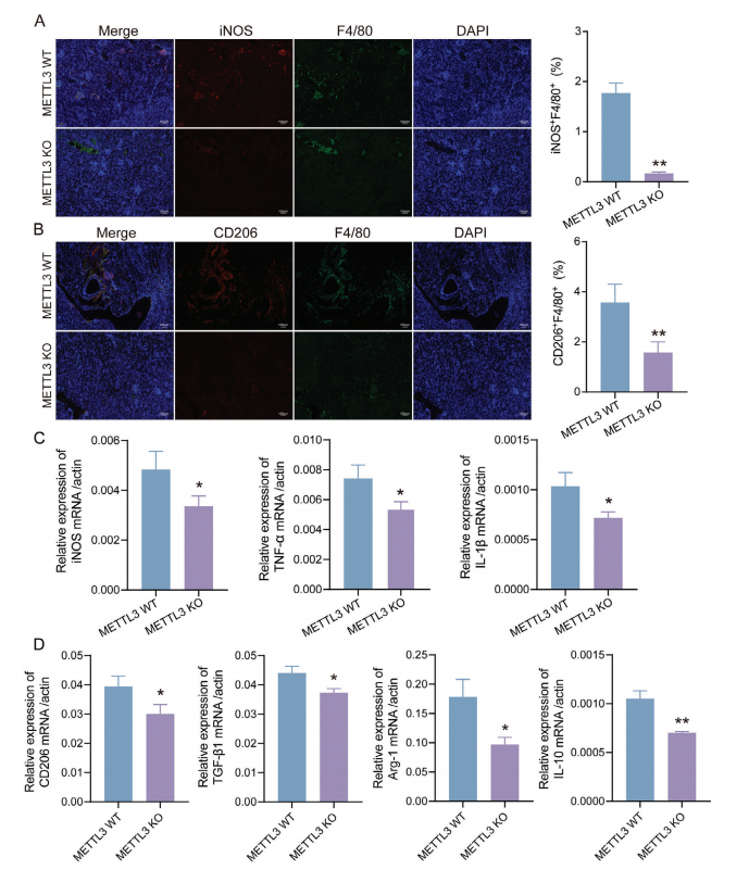 METTL3通过TGF-β1/Smad3通路增强M2巨噬细胞驱动的MMT，加剧肾移植纤维化 - 我的网站