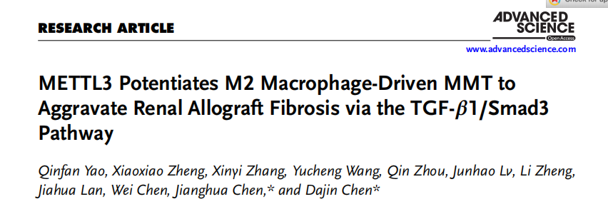 METTL3通过TGF-β1/Smad3通路增强M2巨噬细胞驱动的MMT，加剧肾移植纤维化 - 我的网站
